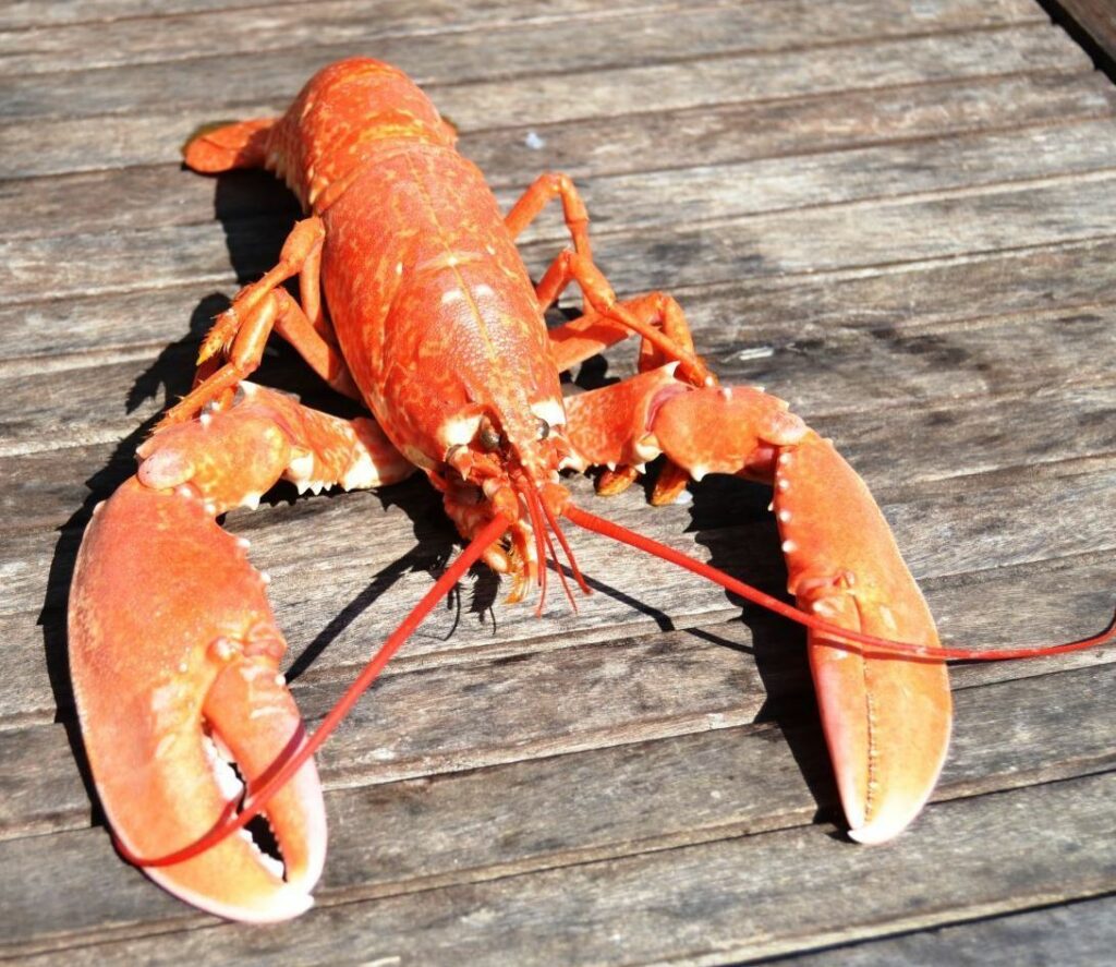 Hummer Bisque - Hummersuppe - Kochen aus Liebe